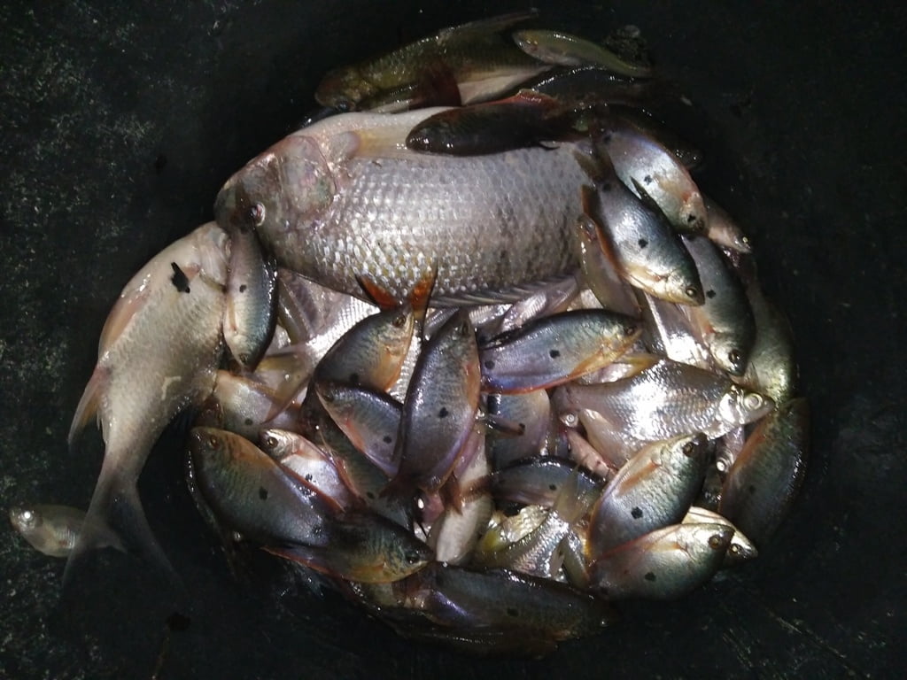 Ragam “Hasil Hutan Bukan Kayu” dari Kapuas Hulu - TelusuRI