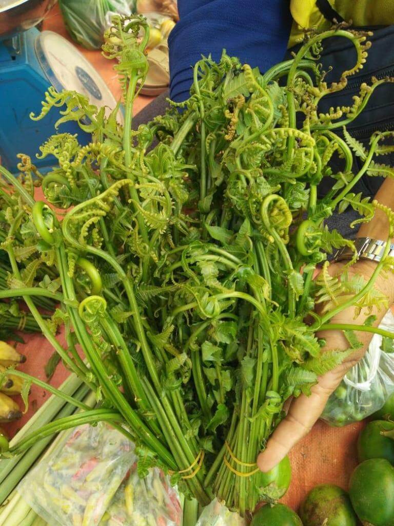 Ragam “Hasil Hutan Bukan Kayu” dari Kapuas Hulu - TelusuRI