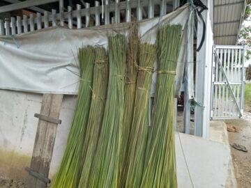 Purun yang Menjadi Nyawa Kampung Purun - TelusuRI