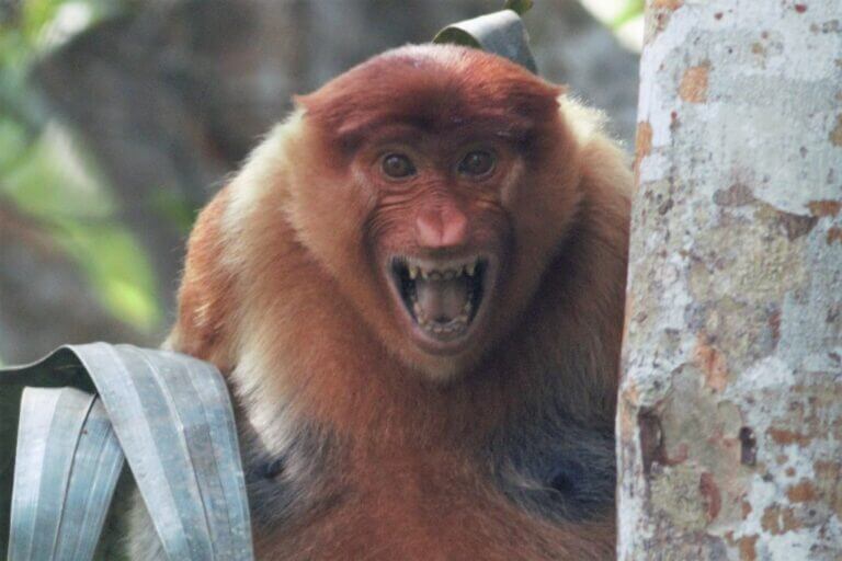 Rumah Bekantan di Pulau Bakut - TelusuRI