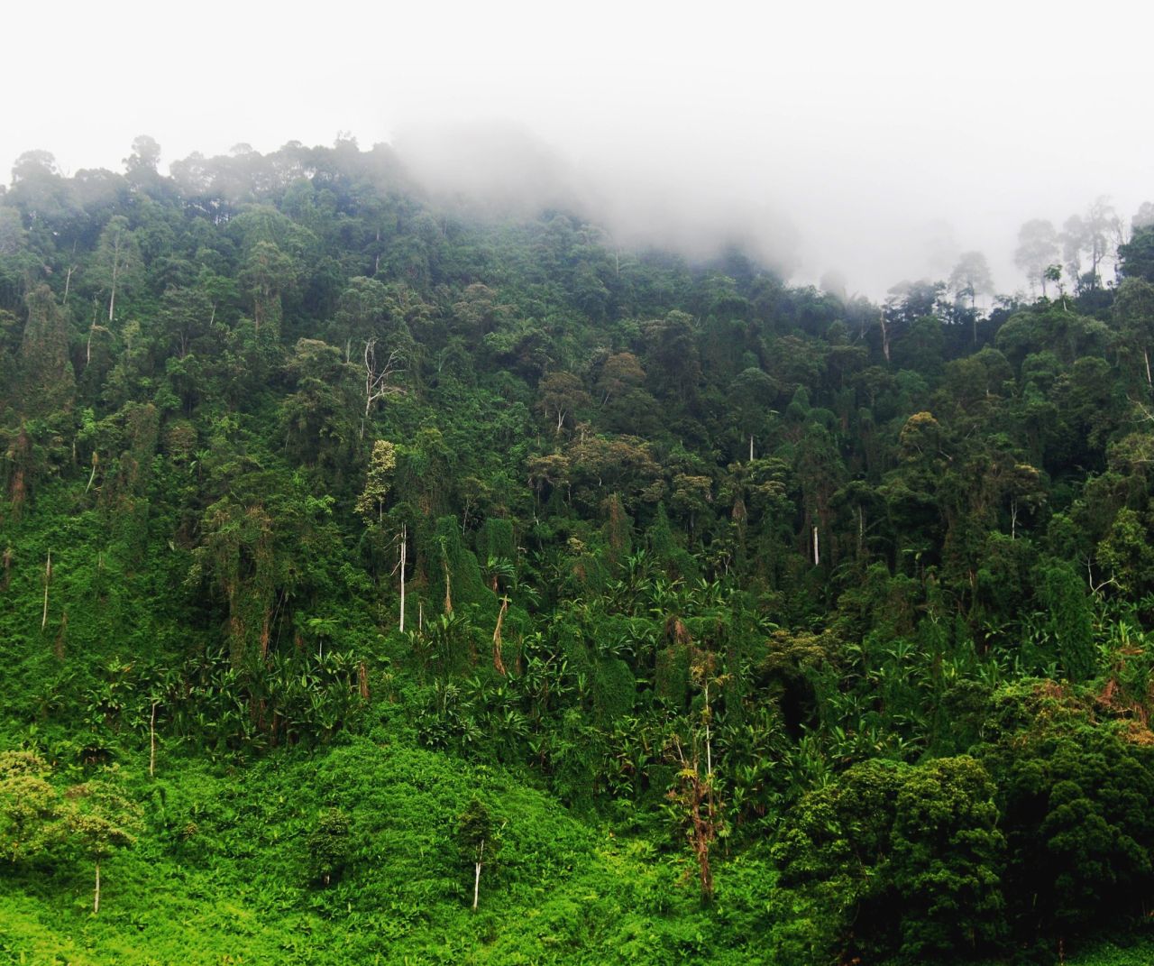 Jalan-jalan ke Curug Cipamingkis, Bogor - TelusuRI