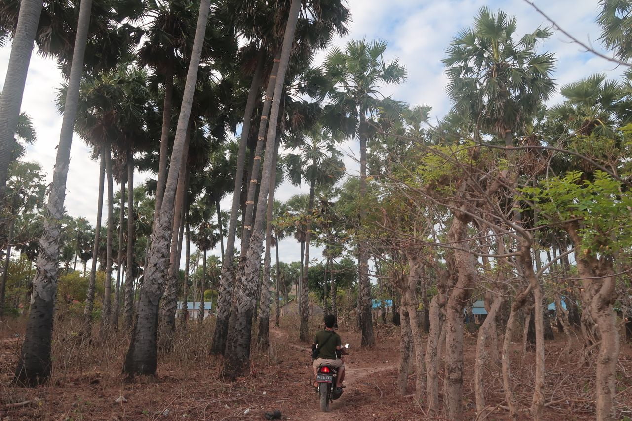 Lontar, Kacang Hijau, dan Gula Sabu - TelusuRI