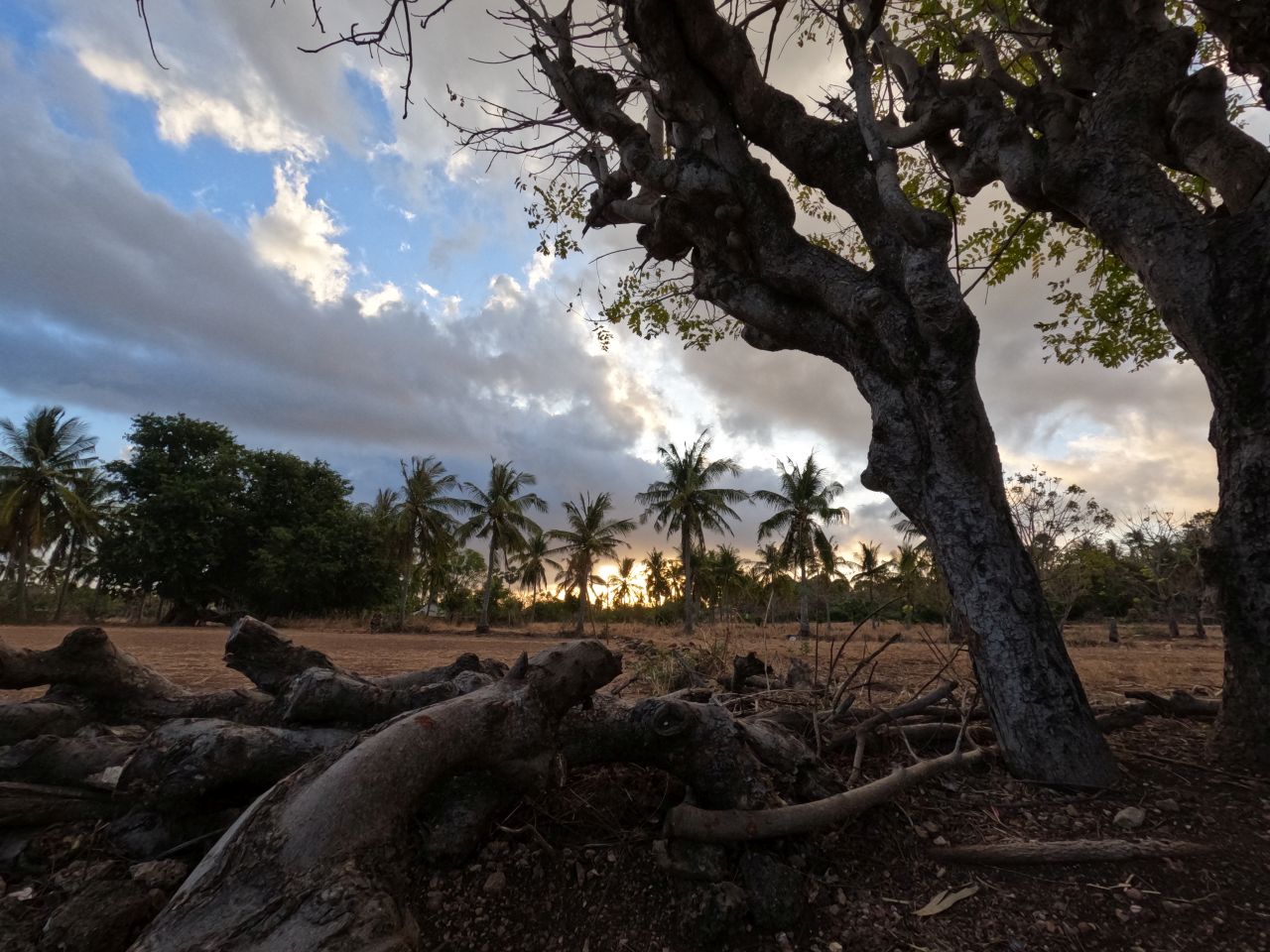 Lontar, Kacang Hijau, dan Gula Sabu - TelusuRI
