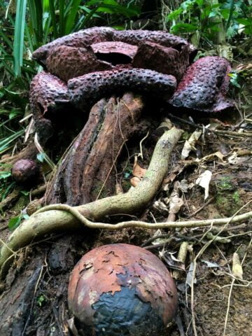 Sepenggal Kisah dari Tanah Rafflesia (2) - TelusuRI