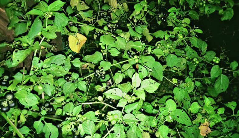 Semangat Kebersamaan dan Ramah Lingkungan dalam Tradisi Botram - TelusuRI