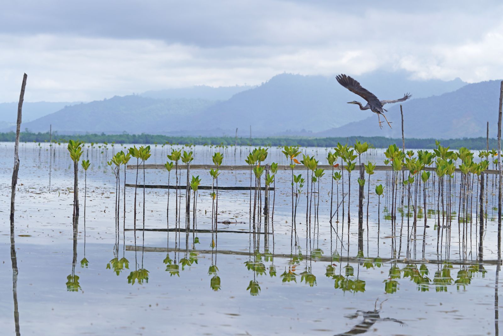 Mangrove Popayato: Berbagi Manfaat bagi Manusia dan Hewan - TelusuRI