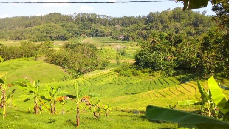 Nasi Oyek Khas Kebumen sebagai Alternatif Pangan - TelusuRI