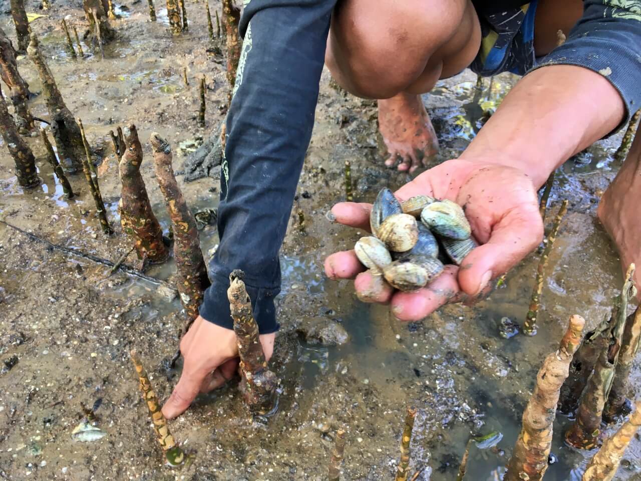 Suara Kerang di Hutan Mangrove - TelusuRI