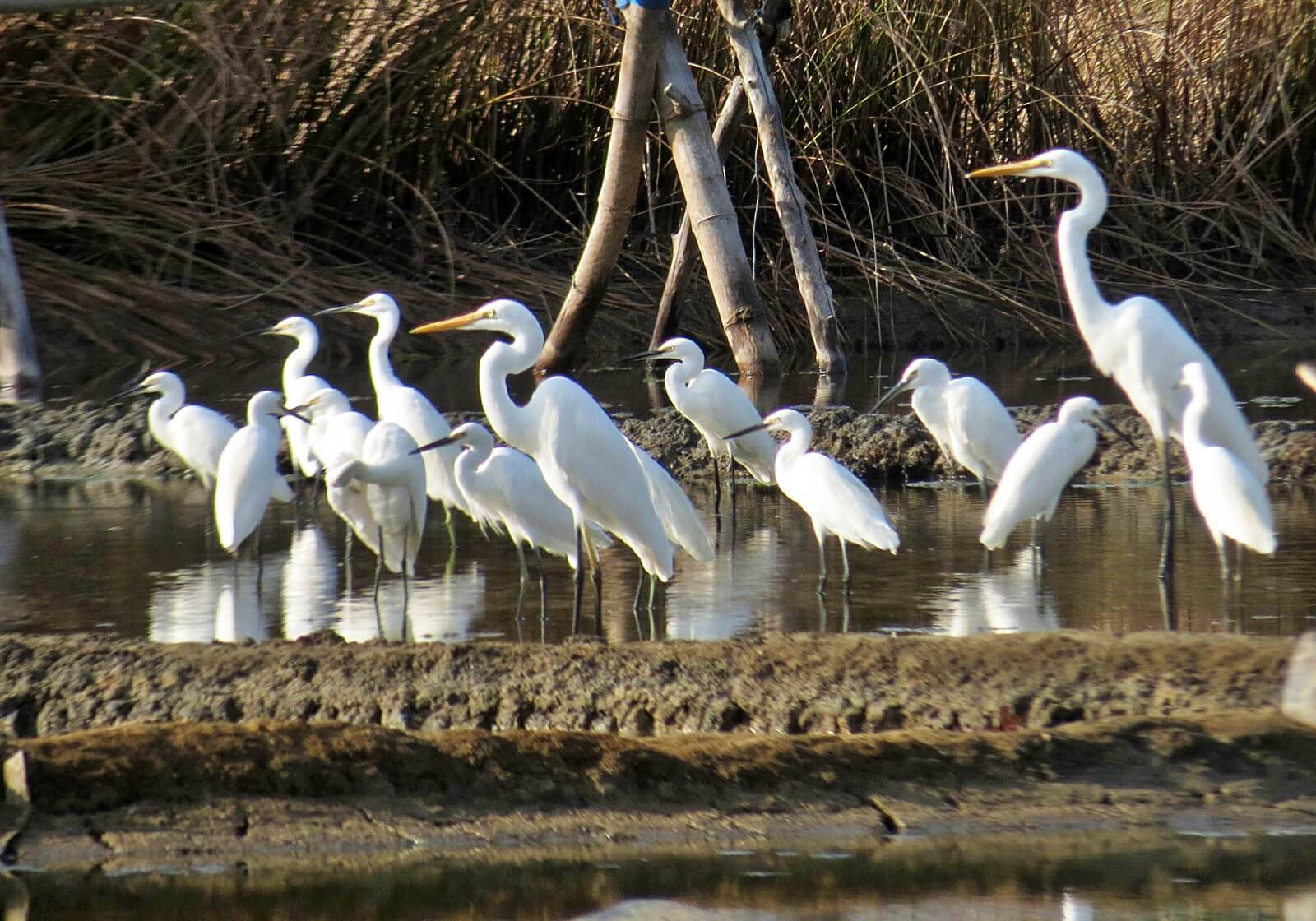 Burung-Burung Terbang ke Akhir Zaman (1) - TelusuRI