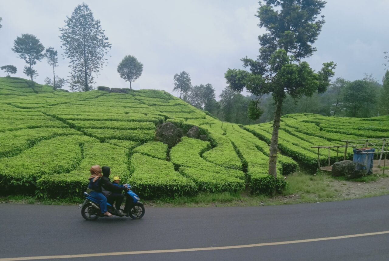 Rancabali, Bandrek, dan Jagung Bakar - TelusuRI