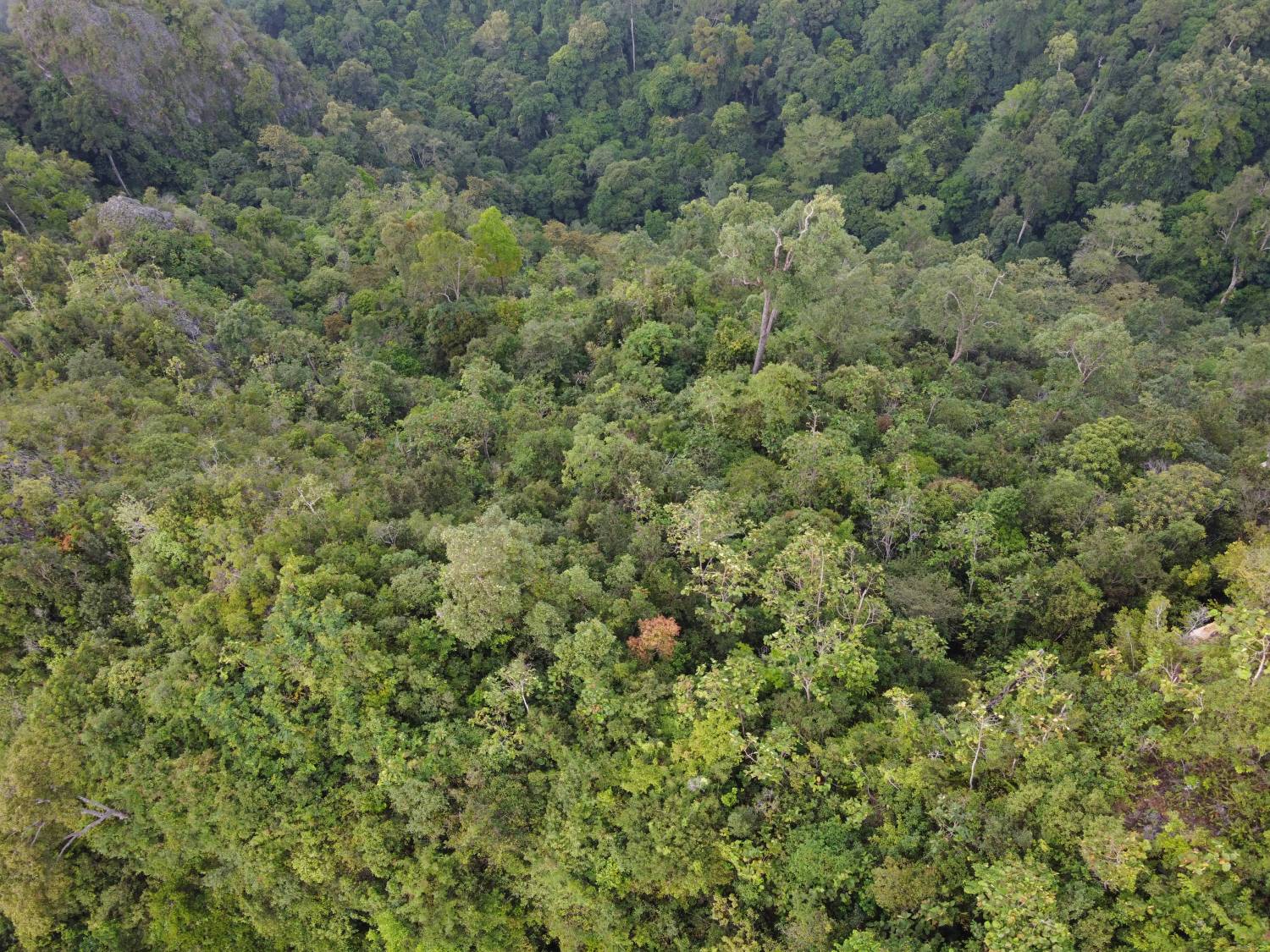 Bahu-Membahu Menjaga Hutan Merabu - TelusuRI