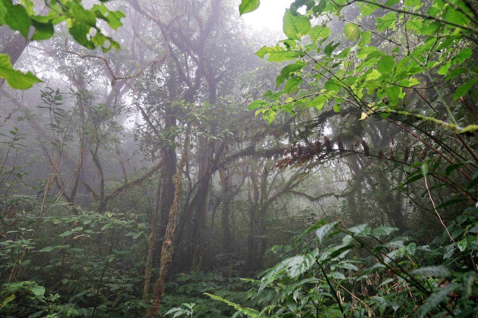 Sebersih Apa Gunung Kembang di Wonosobo? - TelusuRI
