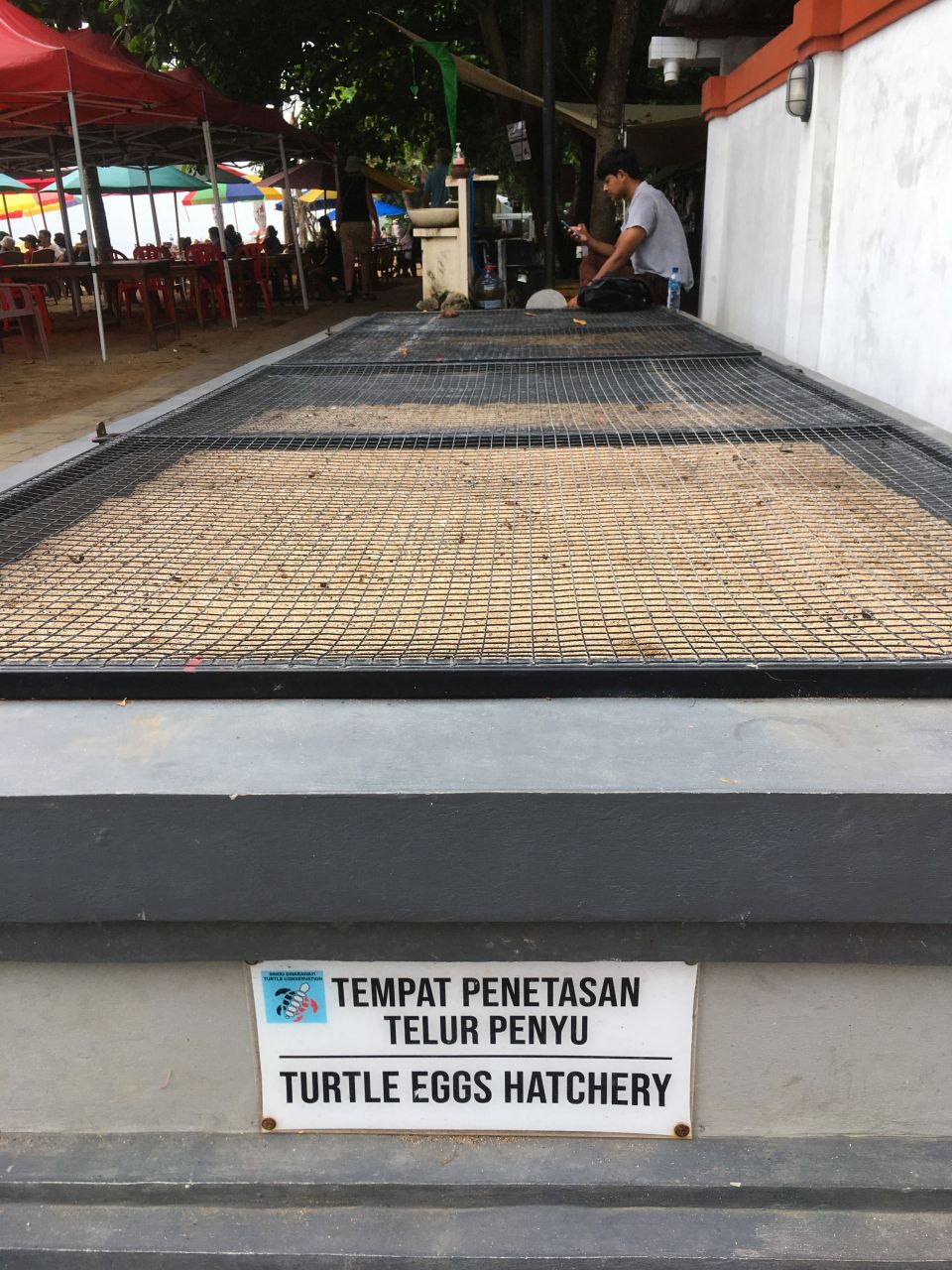 Dilema Penyu dan Manusia (2) - TelusuRI