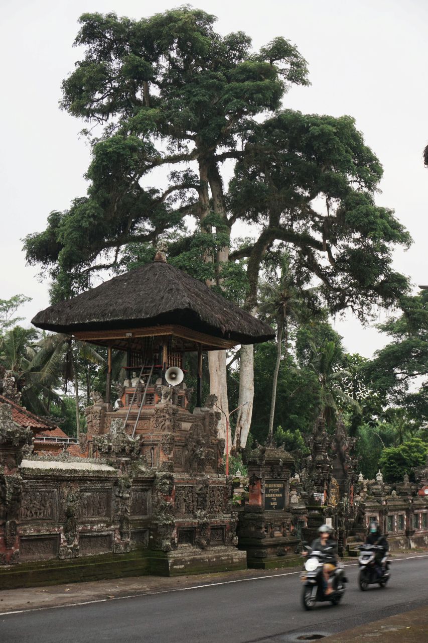 Kayu Putih, Sang Ara Ratu Pulau Dewata – TelusuRI