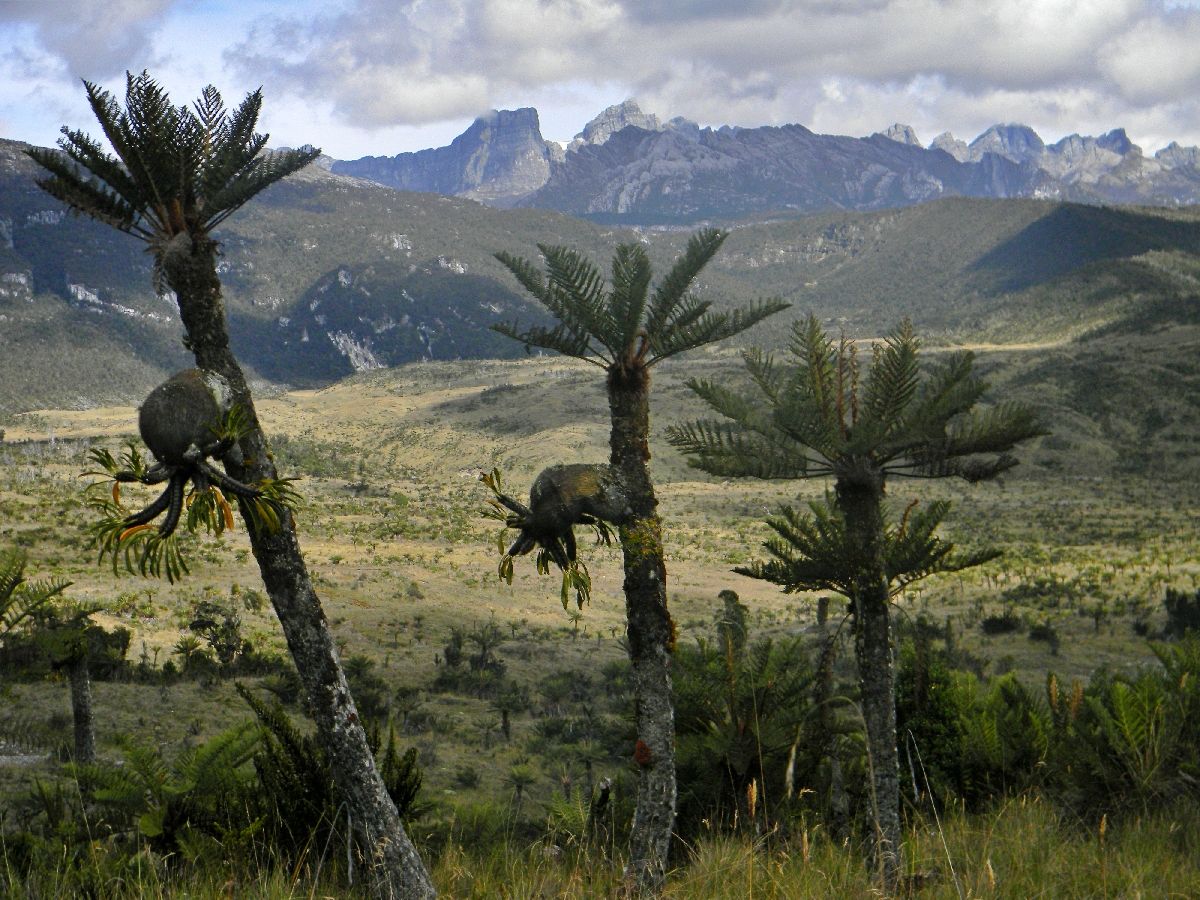 Carstensz Pyramid dan Puncak-puncak Tertinggi Papua di Pegunungan ...